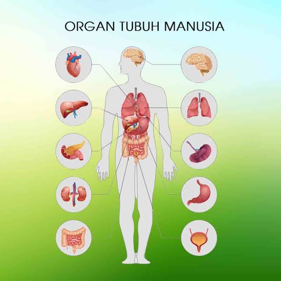 Mengenal Organ-Organ Utama Tubuh Manusia dan Fungsinya: Mesin Hidup ...